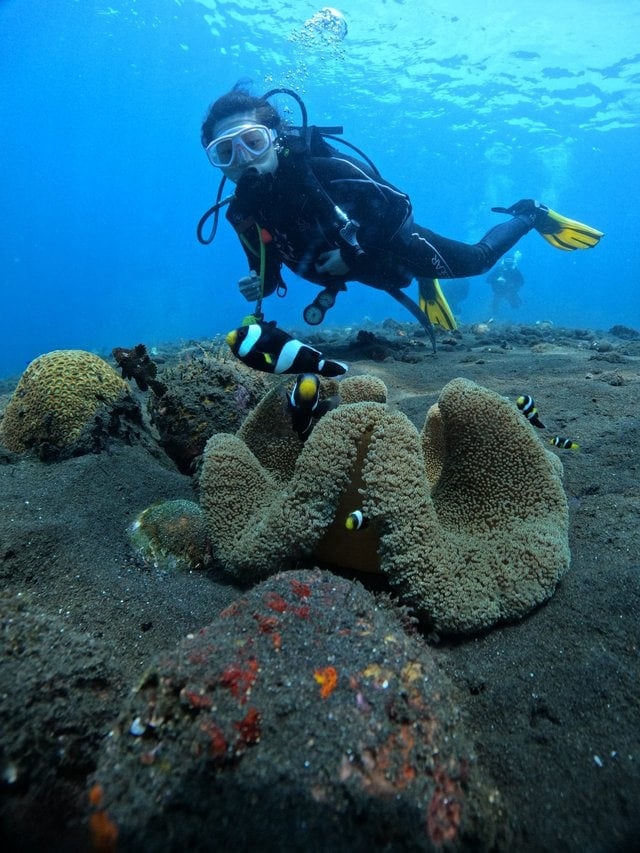 Mola Mola Bali Indonesia - Scuba Go Indonesia